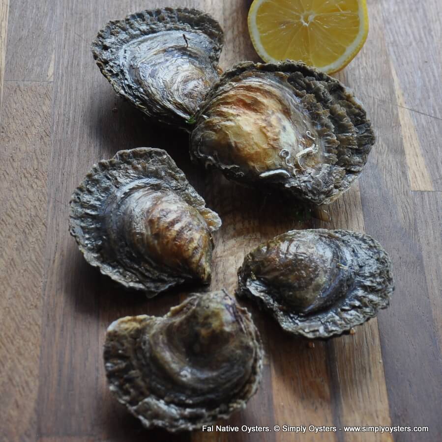Fal Native Oysters - Buy Online | UK Delivery | Simply Oysters
