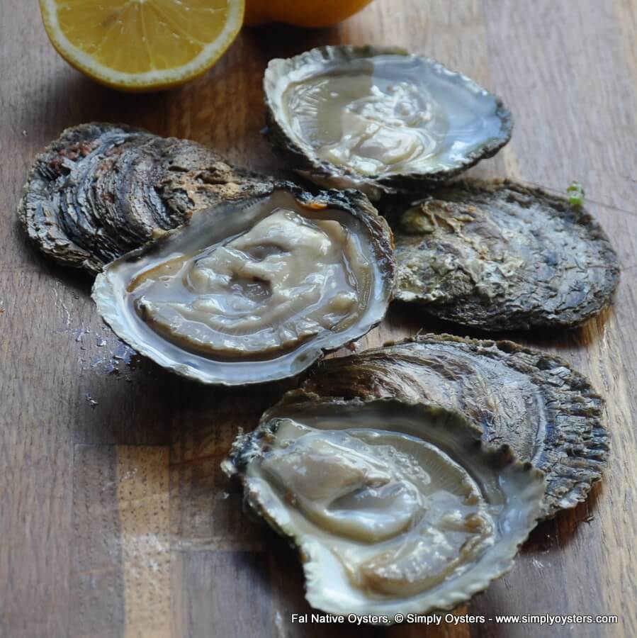 Fal Native Oysters - Buy Online | UK Delivery | Simply Oysters