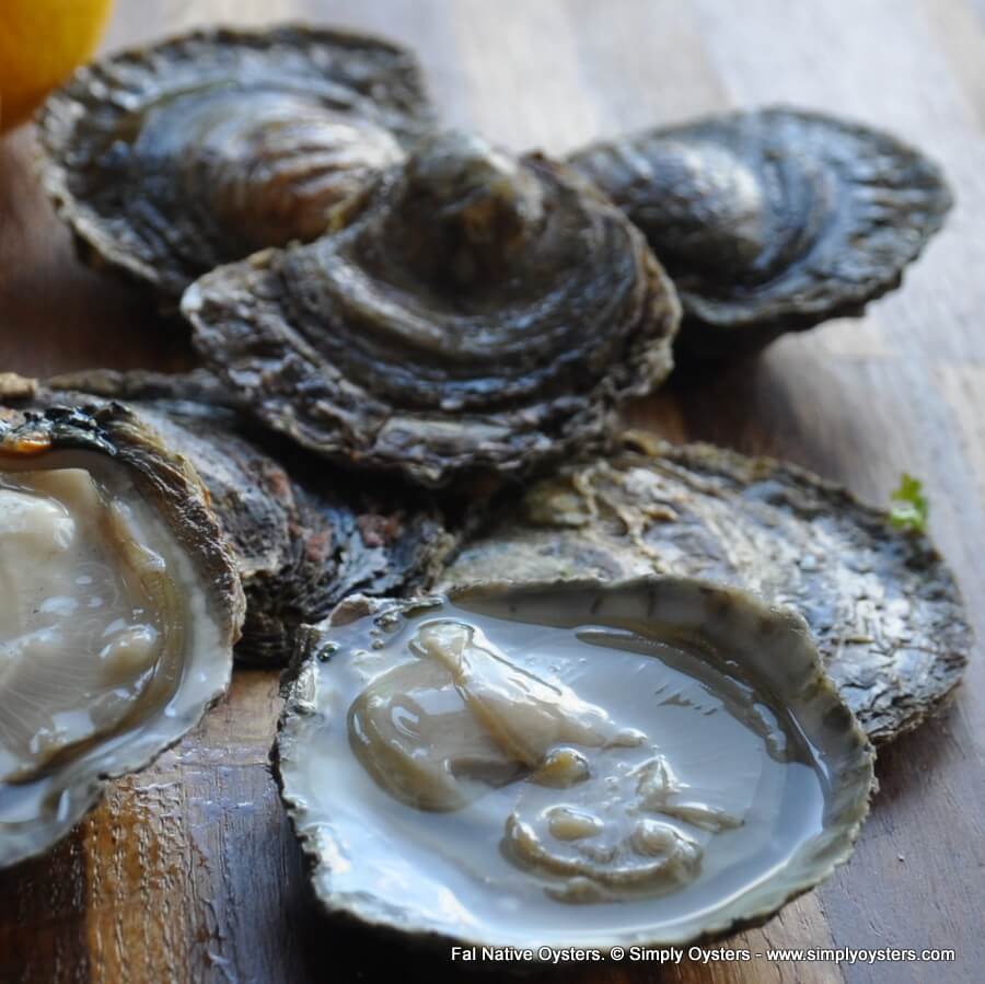 Fal Native Oysters - Buy Online | UK Delivery | Simply Oysters