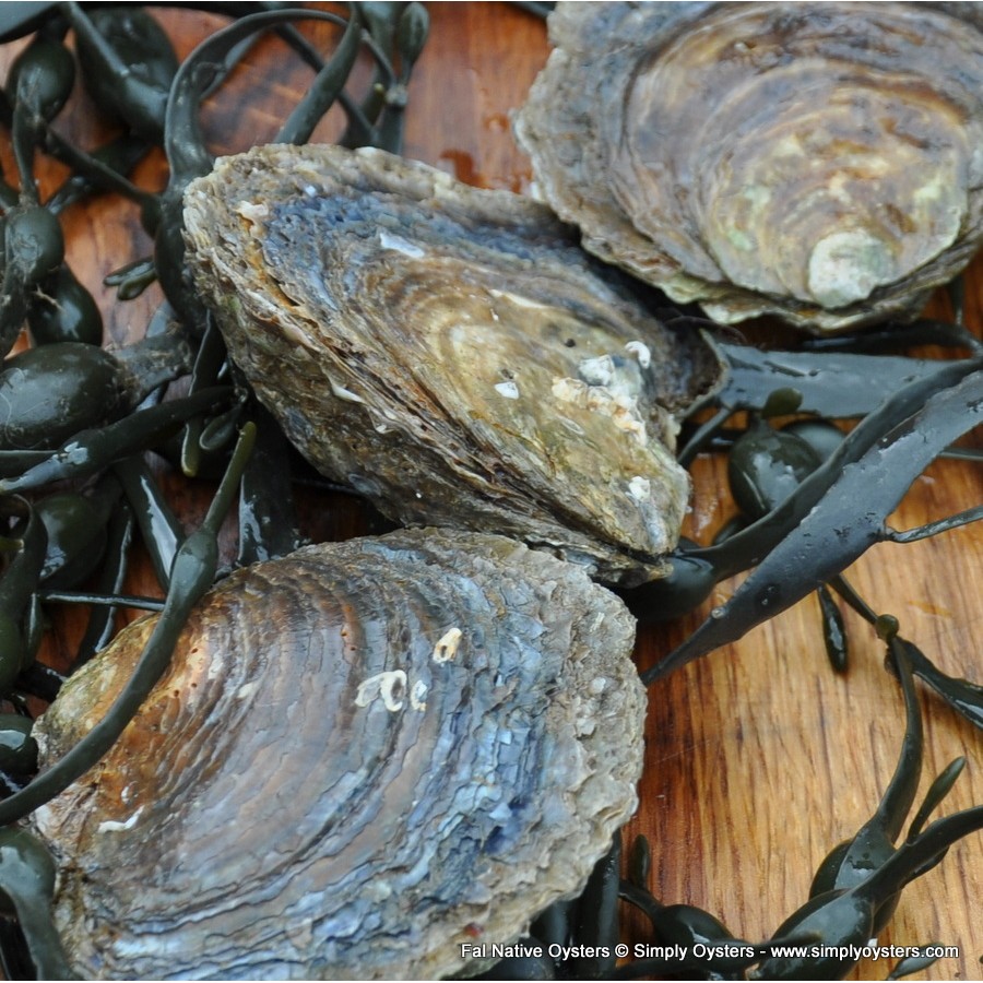 Simply Oysters - UK's Widest Selection of Oysters | UK Delivery