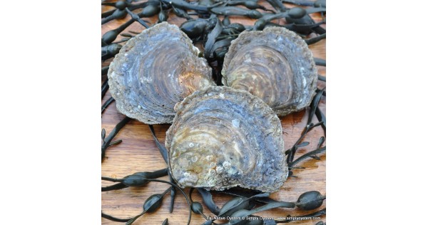 Buy Native Oysters Online | 8 Types | UK Delivery