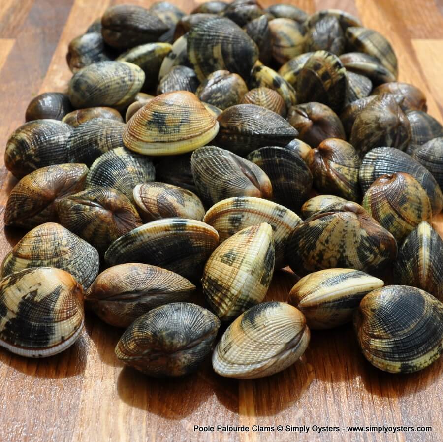 Live Clams 1kg - Buy Online | UK Delivery | Simply Oysters