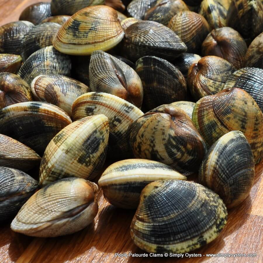 Live Clams 1kg - Buy Online | UK Delivery | Simply Oysters