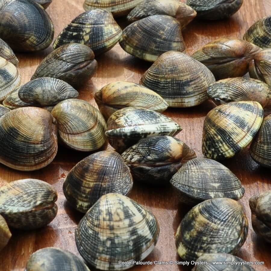 Live Clams 1kg - Buy Online | UK Delivery | Simply Oysters