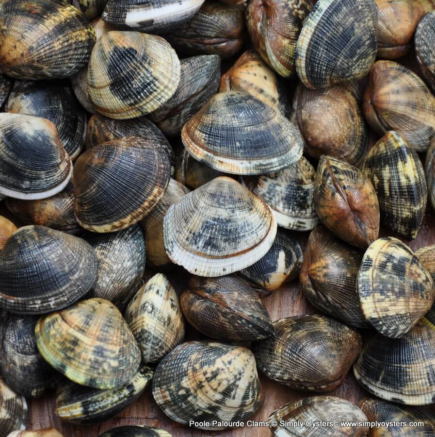 Live Clams 1kg - Buy Online | UK Delivery | Simply Oysters