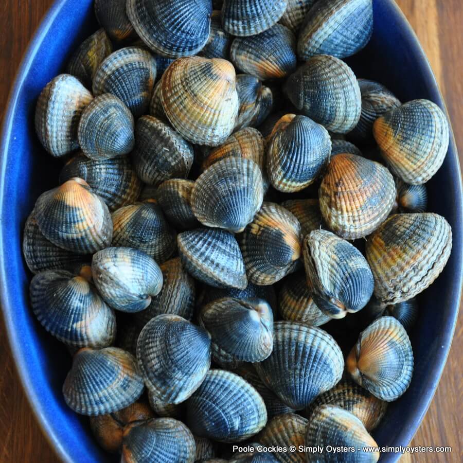 Live Cockles 1kg - Buy Online | UK Delivery | Simply Oysters