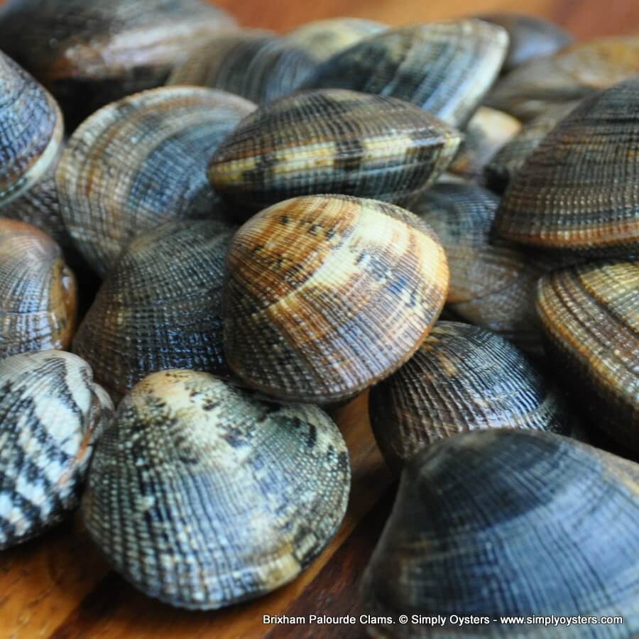 Devon Palourde Clams - Buy Online | UK Delivery | Simply Oysters