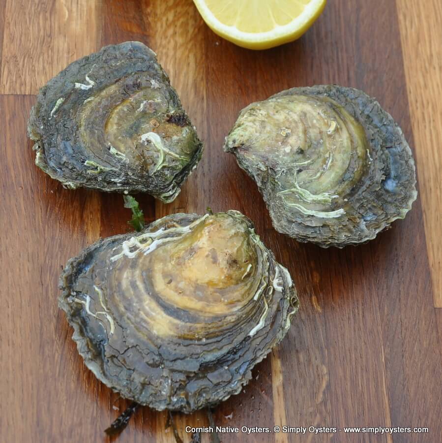Cornish Native Oysters - Buy Online | UK Delivery | Simply Oysters