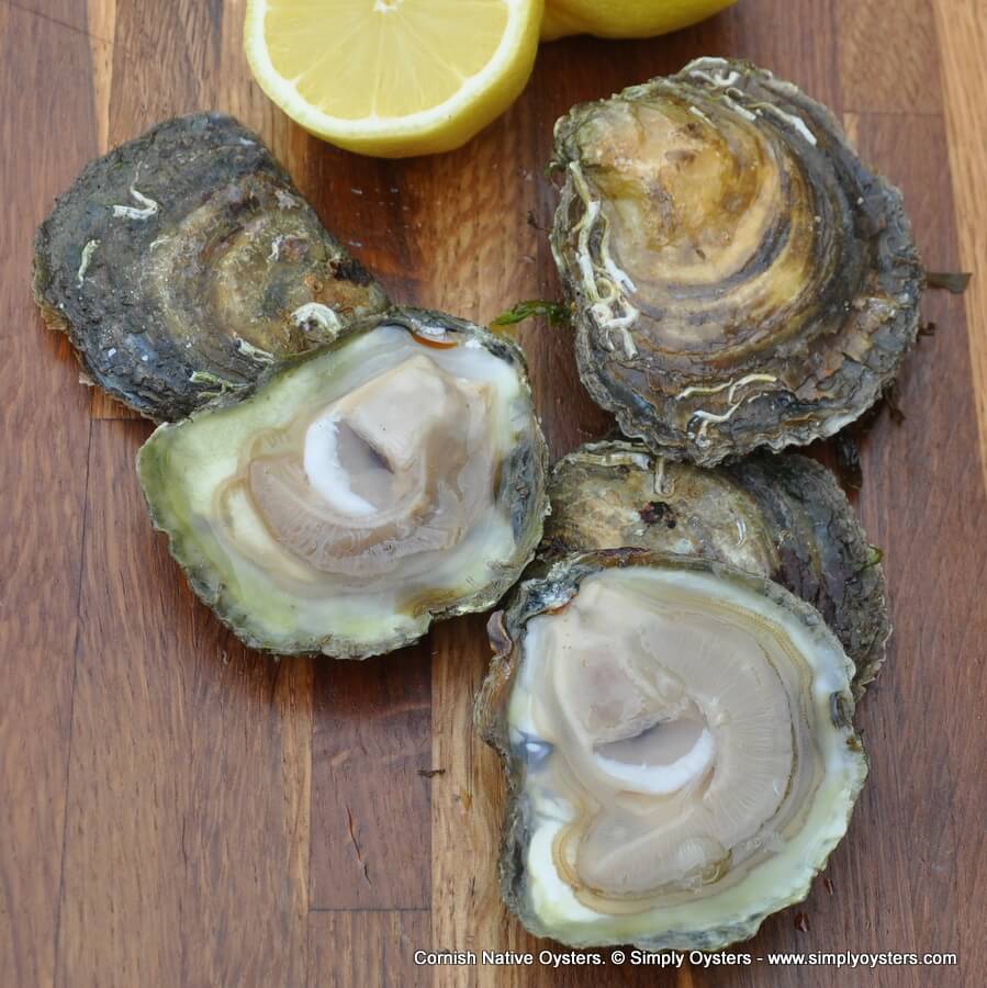 Cornish Native Oysters - Buy Online | UK Delivery | Simply Oysters