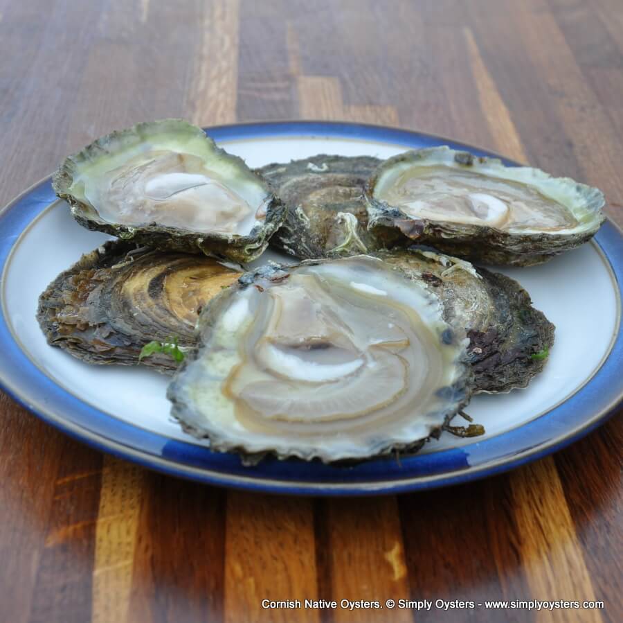 Cornish Native Oysters - Buy Online | UK Delivery | Simply Oysters