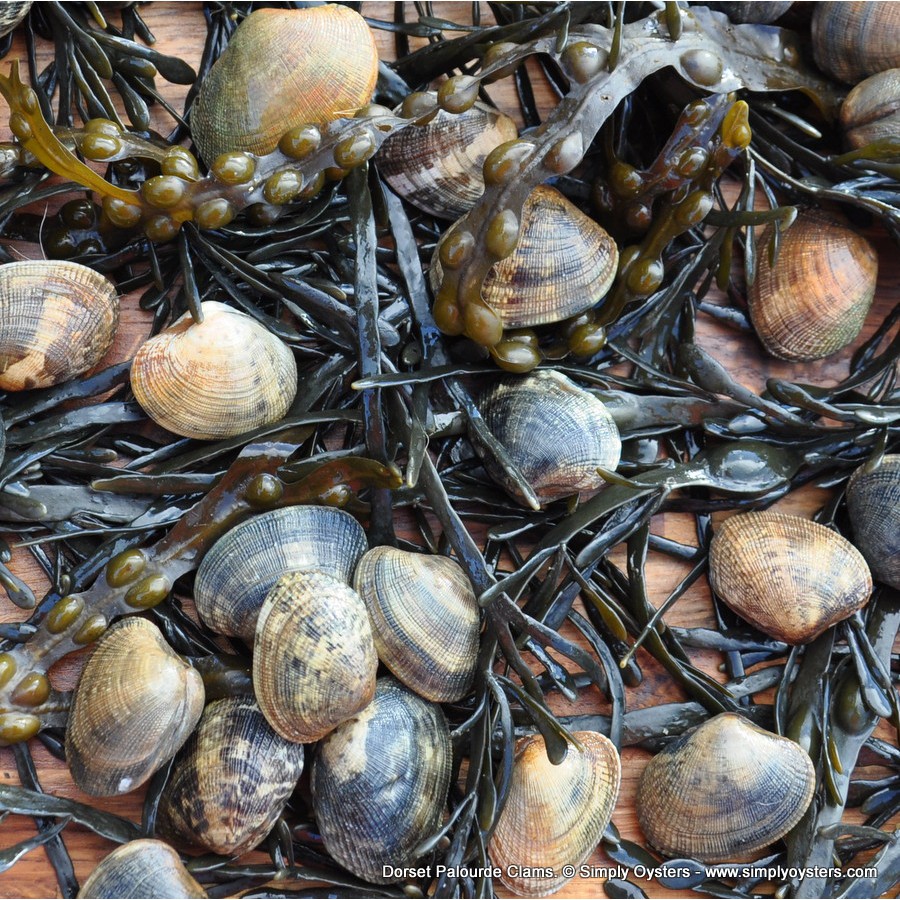 Simply Oysters | UK's Widest Selection of Oysters I UK Delivery