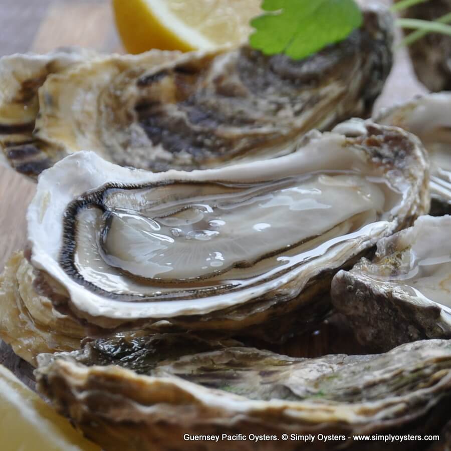 Guernsey Oysters - Buy Online | UK Delivery | Simply Oysters