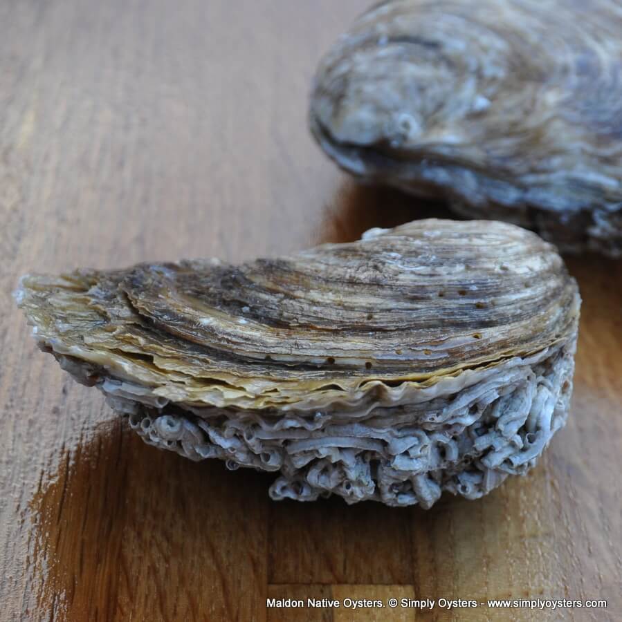 Maldon Native Oysters - Buy Online | UK Delivery | Simply Oysters