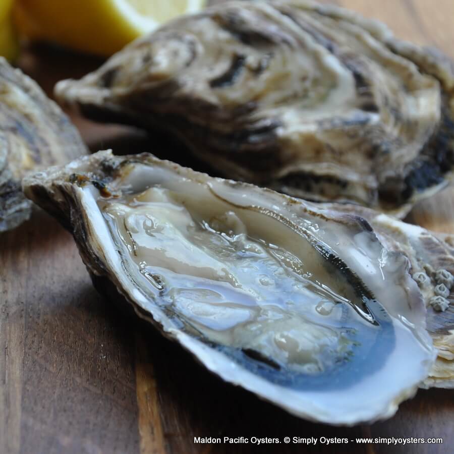 Maldon Oysters - Buy Online | UK Delivery | Simply Oysters