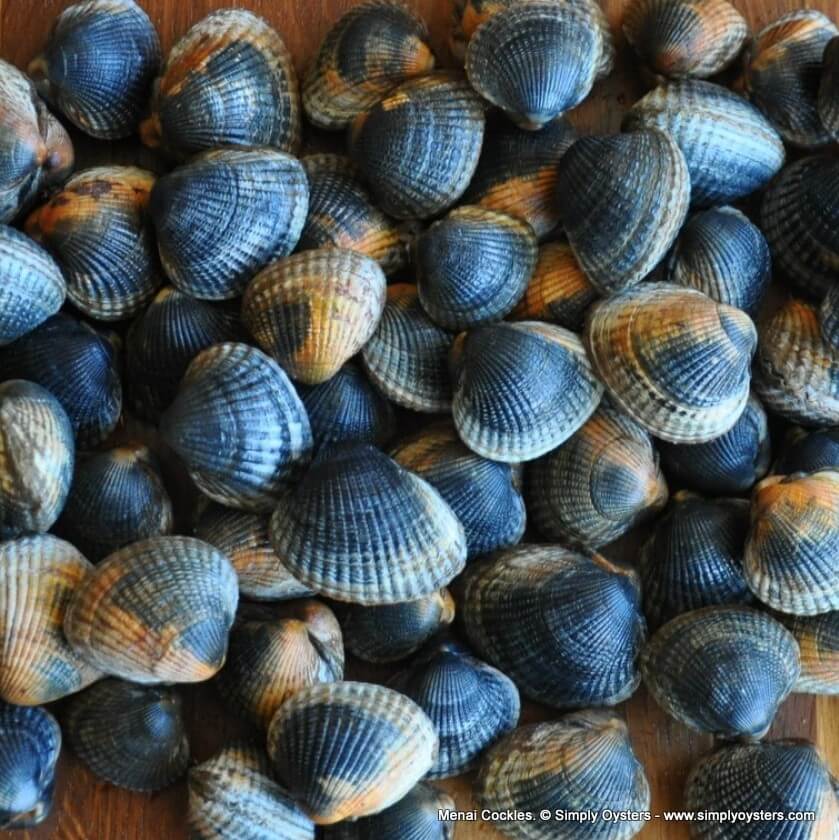 Cockles - Buy Online | Live Cockles | UK Delivery | Simply Oysters