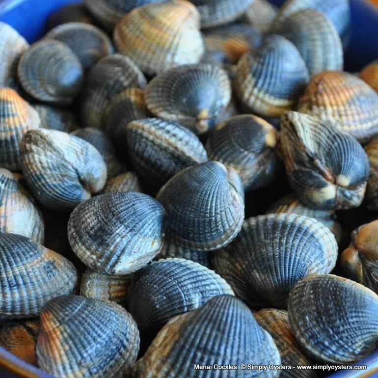 Cockles - Buy Online | Live Cockles | UK Delivery | Simply Oysters