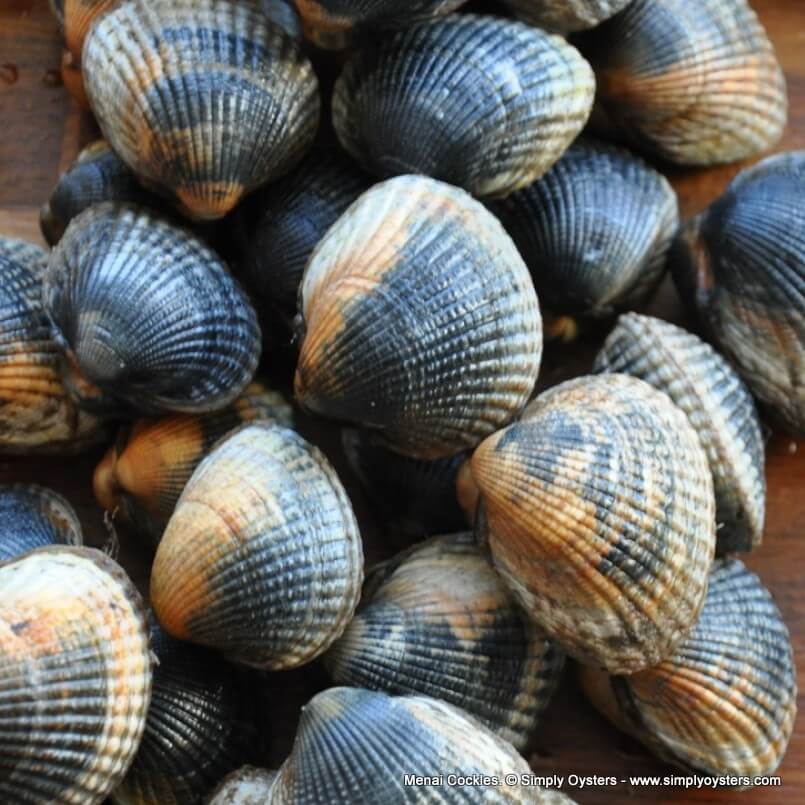 Cockles - Buy Online | Live Cockles | UK Delivery | Simply Oysters