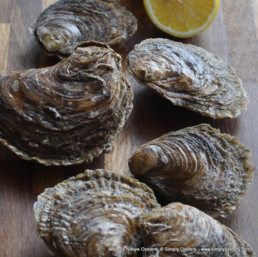 Mersea Native Oysters - Buy Online | UK Delivery | Simply Oysters