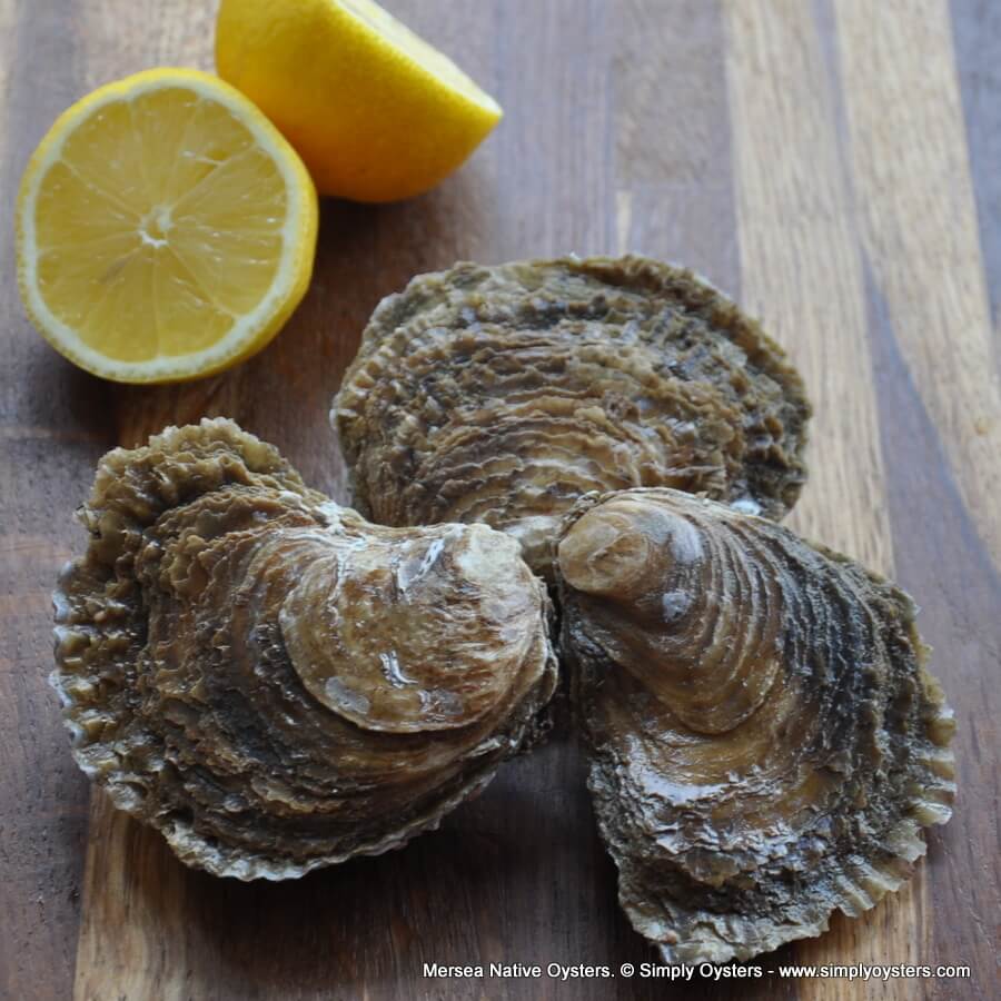 Mersea Native Oysters - Buy Online | UK Delivery | Simply Oysters