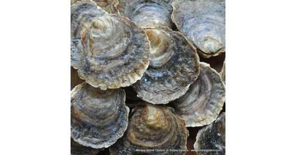 Mersea Native Oysters - Buy Online | UK Delivery | Simply Oysters