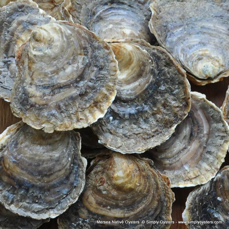 Mersea Native Oysters - Buy Online | UK Delivery | Simply Oysters