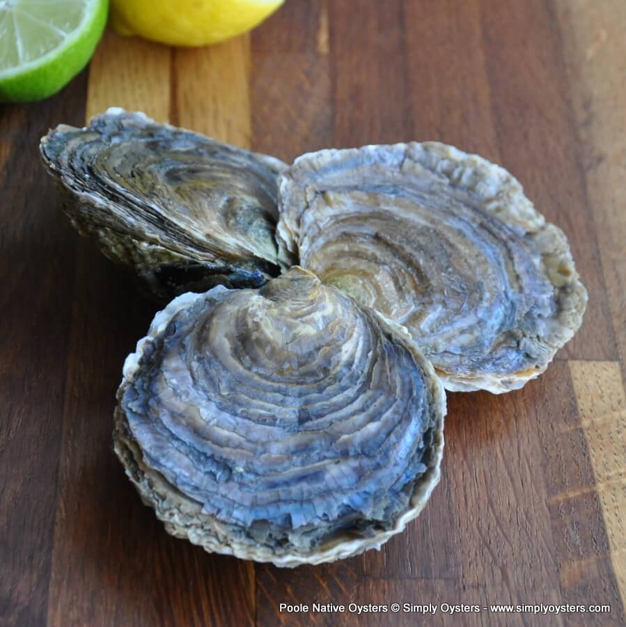 Poole Native Oysters - Buy Online | UK Delivery | Simply Oysters