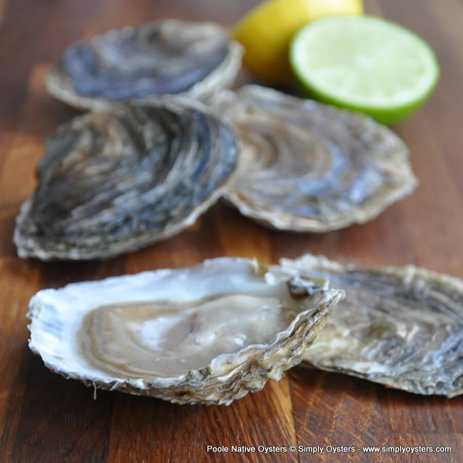 Poole Native Oysters - Buy Online | UK Delivery | Simply Oysters