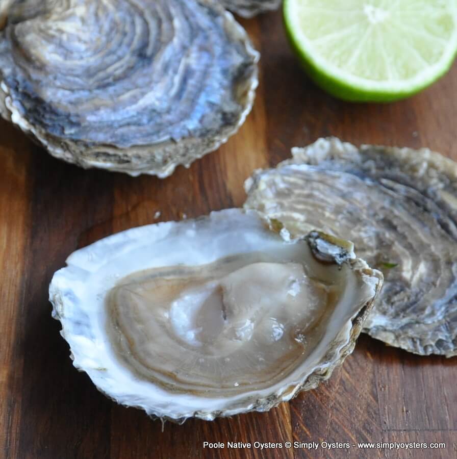 Poole Native Oysters - Buy Online | UK Delivery | Simply Oysters