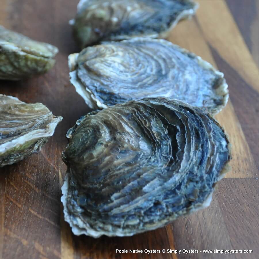 Poole Native Oysters - Buy Online | UK Delivery | Simply Oysters