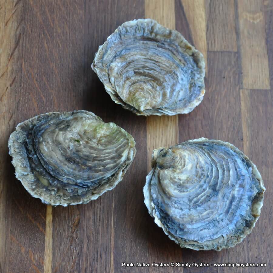 Poole Native Oysters - Buy Online | UK Delivery | Simply Oysters