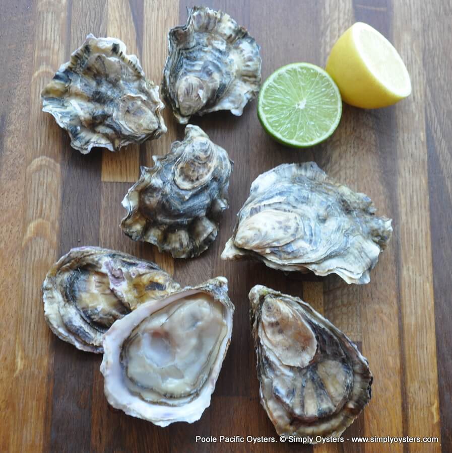 Poole Oysters - Buy Online | UK Delivery | Simply Oysters