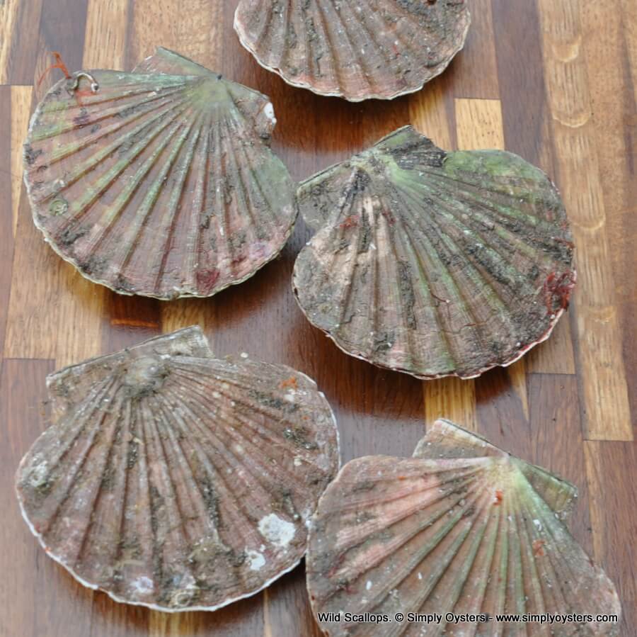 Buy Live Scallops Online | Live Scallops M-XL | UK Delivery