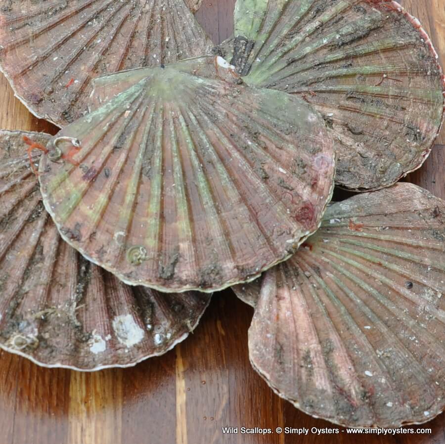 Buy Live Scallops Online | Live Scallops M-XL | UK Delivery