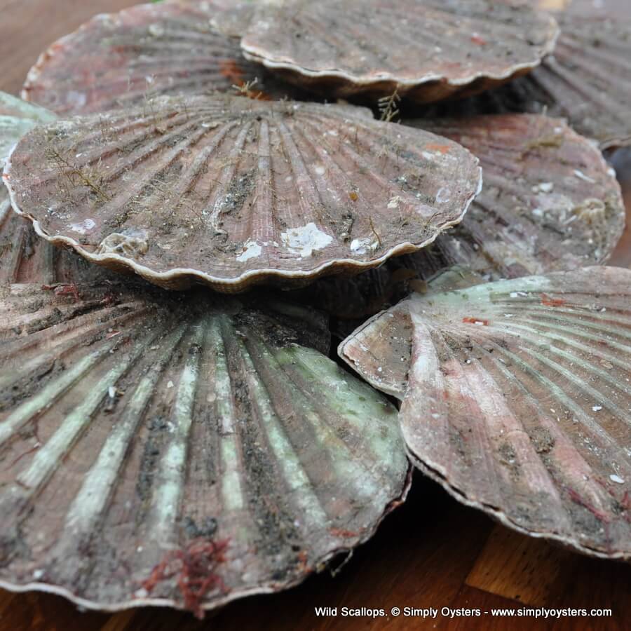 Buy Live Scallops Online | Live Scallops M-XL | UK Delivery