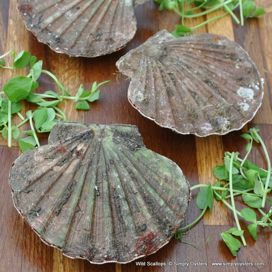 Buy Live Scallops Online | Live Scallops M-XL | UK Delivery