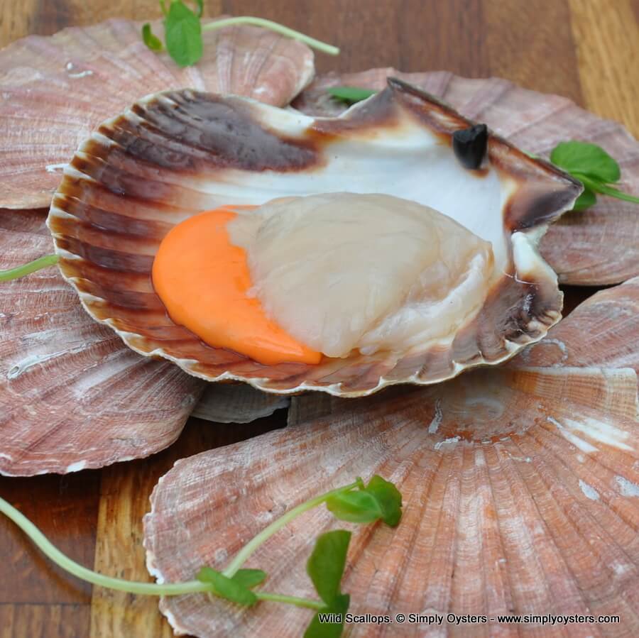 Buy Live Scallops Online | Live Scallops M-XL | UK Delivery
