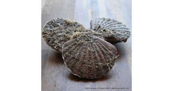 Live Farmed Scallops - Buy Online | UK Delivery