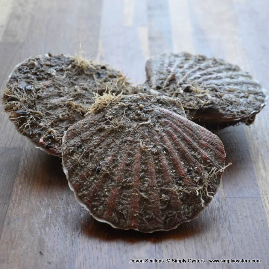 Live Farmed Scallops - Buy Online | UK Delivery
