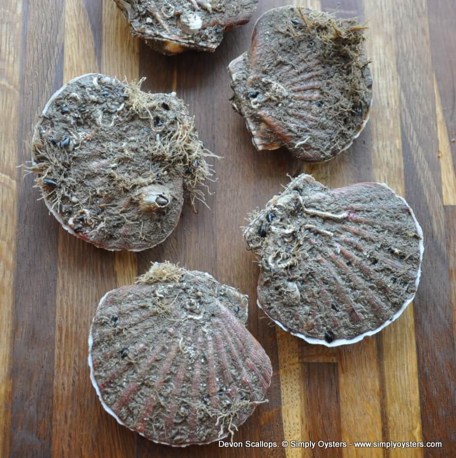 Live Farmed Scallops - Buy Online | UK Delivery