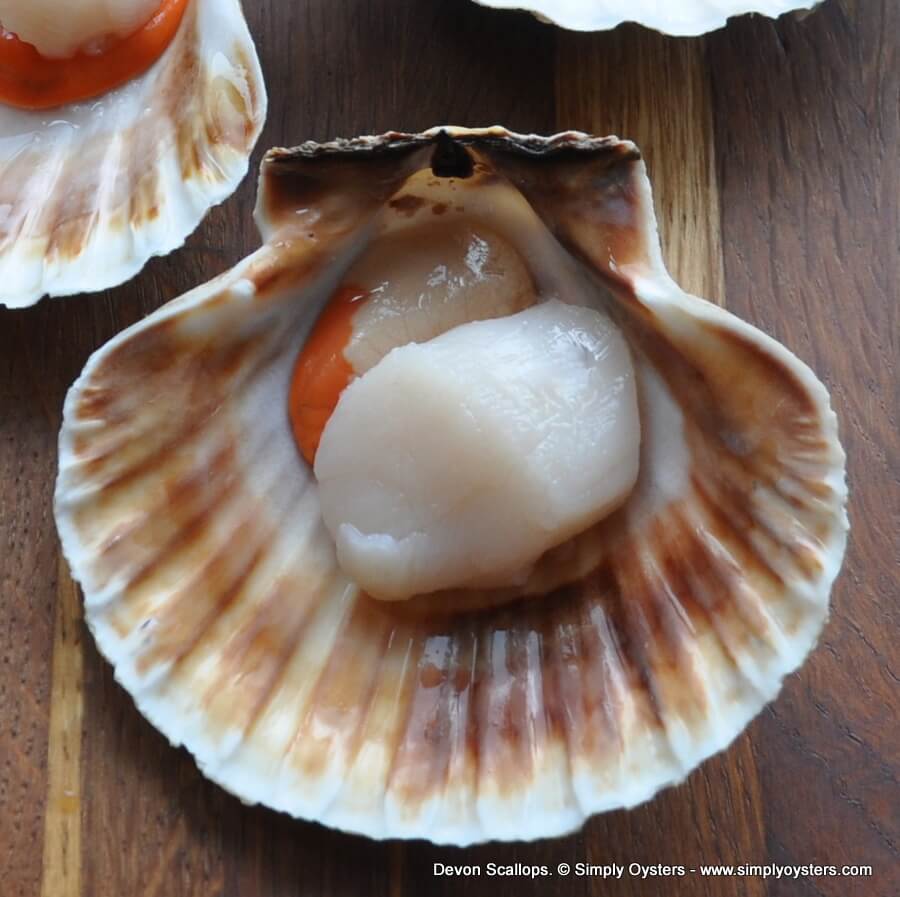 Live Farmed Scallops - Buy Online | UK Delivery